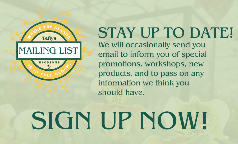 Stay up to date with Telly's - Join our Mailing List! Stay up to date with Telly's - Join our Mailing List!