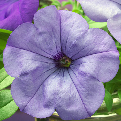 Petunia Evening Scentsation Blue • Telly's Greenhouse